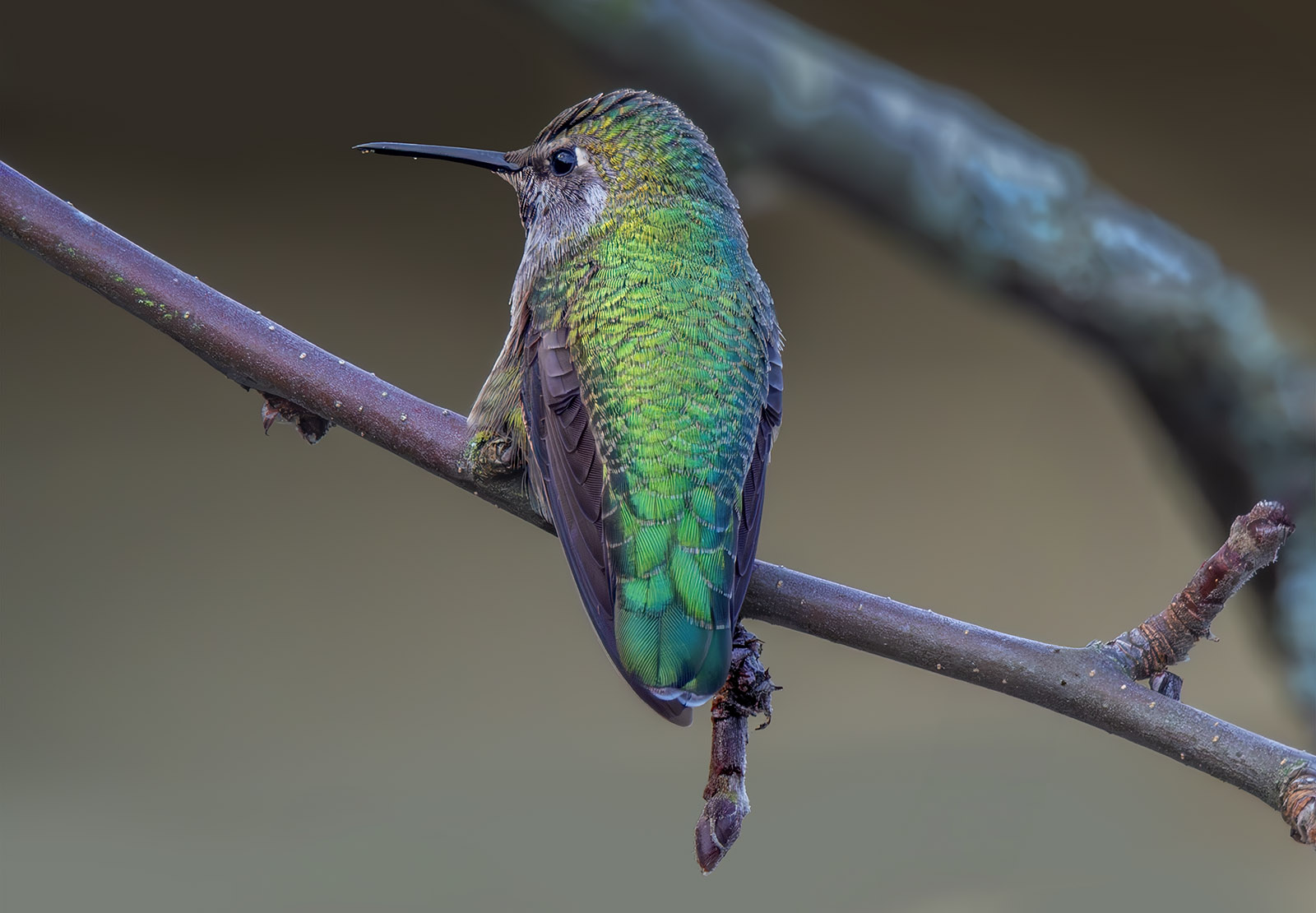 Anna's Hummingbird behind.jpg | DPR Forum