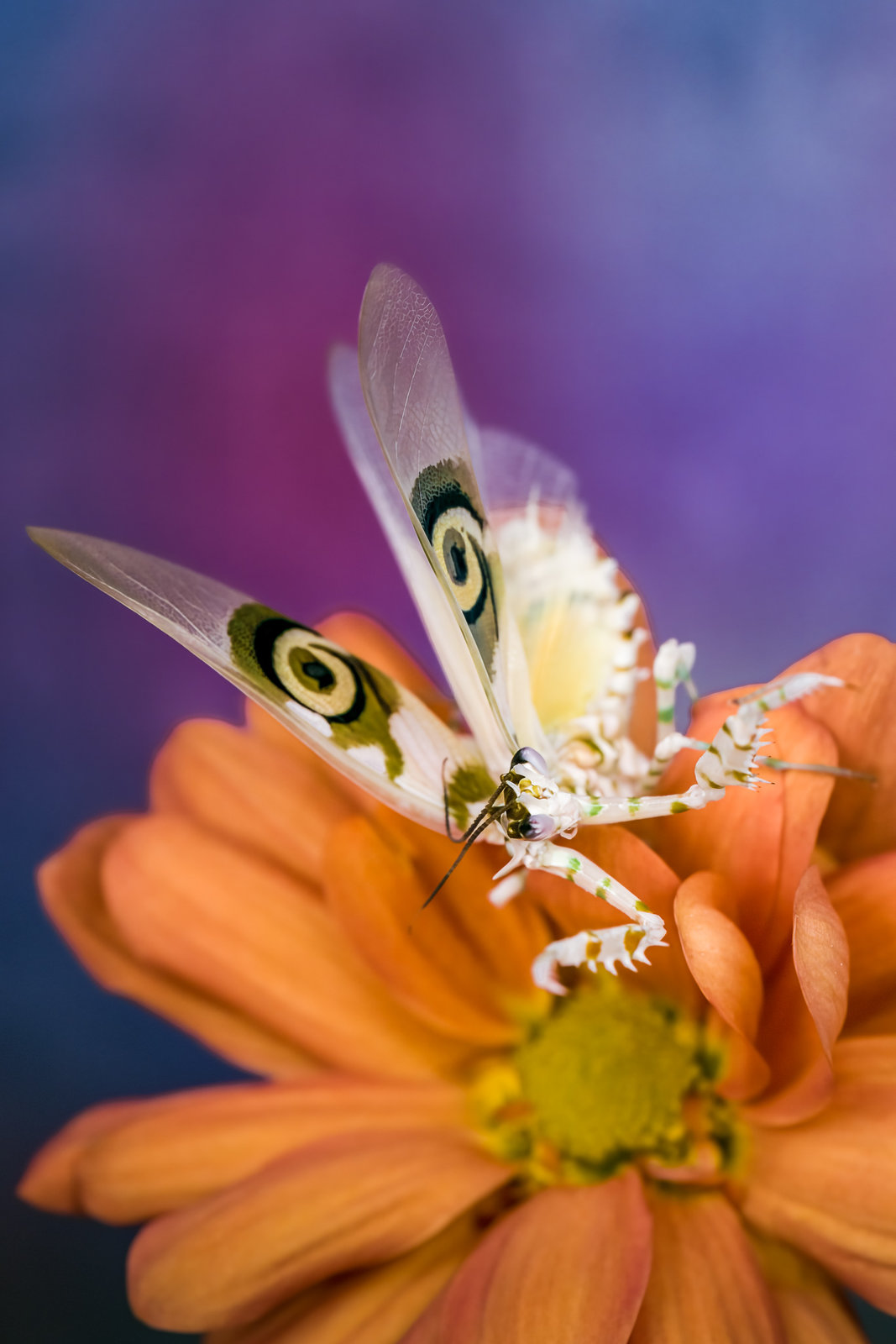 Spiny Flower Mantis Pseudocreobotra Wahlbergii.jpg | DPR Forum